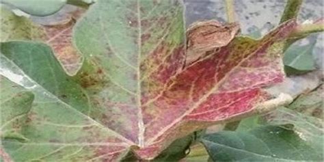 News Main Cotton Diseases And Pests And Their Prevention And Control 2