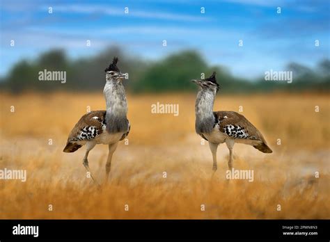 Kori Bustard Ardeotis Kori Largest Flying Bird Native To Africa Bird