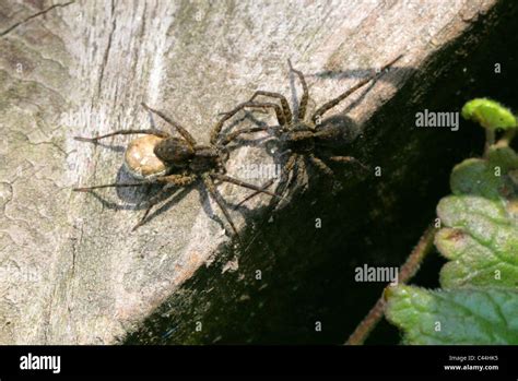 Male And Female Wolf Spider