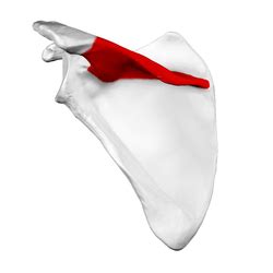 scapula Flashcards | Quizlet
