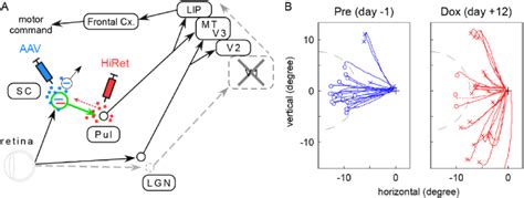 Effects Of Selective Blockade Of The Superior Colliculus Sc Pulvinar