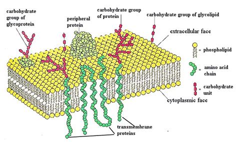 Interior And Exterior Surface Cytosolic Proteins
