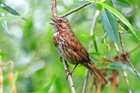 35 Birds With White Stripes On Wings