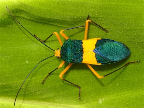 Coreid Bug Paryphes Flavocinctus Coreidae Andreas Kay Flickr
