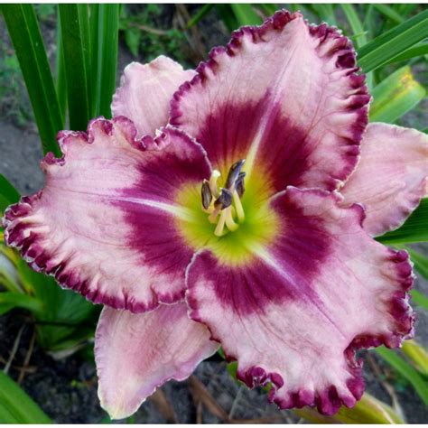 Hemerocallis Parrot Tattoo Pépinière Du Lac Des Joncs