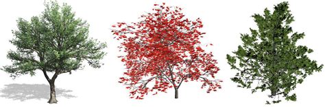 Comparison Of Three Tree Object Models SpeedTree Left XFrog Download Scientific Diagram