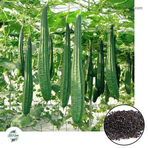 50 Bonanza Angled Luffa Seeds Asia Vegetable Jspseeds