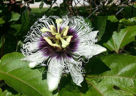 Passion Fruit Flower Wallpapers Wallpaper Cave Passion Fruit Flower Wallpapers Wallpaper Cave