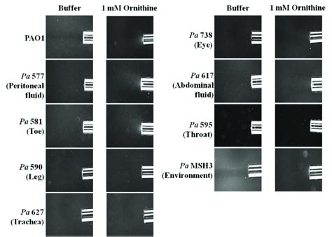 Qualitative Capillary Chemotaxis Assays Comparing Responses Of Pao1 And