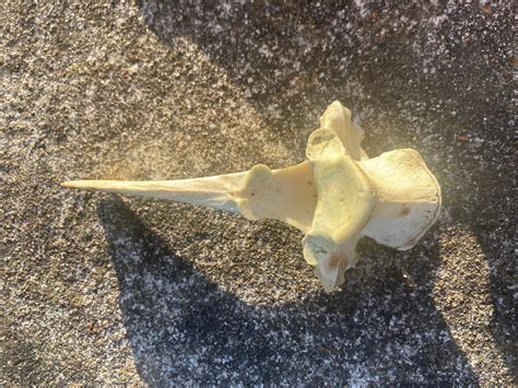 Deer Vertebraespace Ship Vertebrae Etsy