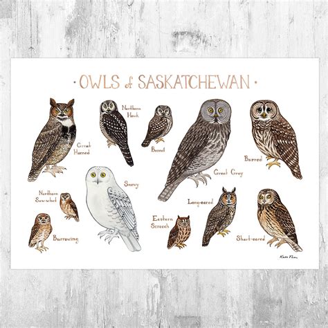 Saskatchewan Owls Field Guide Art Print Kate Dolamore Art