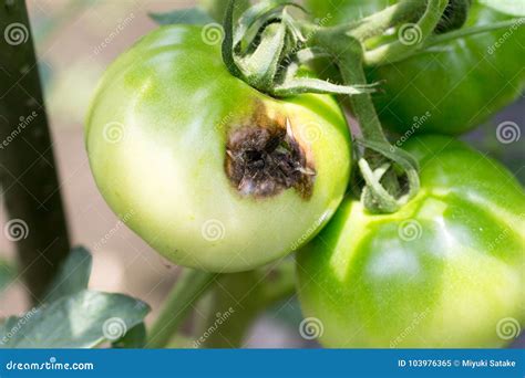Damaged Rotten Green Tomato By Insect Bite On Farm Stock Image Image