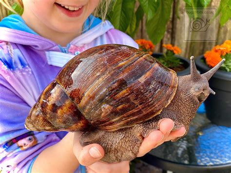 Giant African Land Snail Food Snail Mix Sweetcorn And Etsy