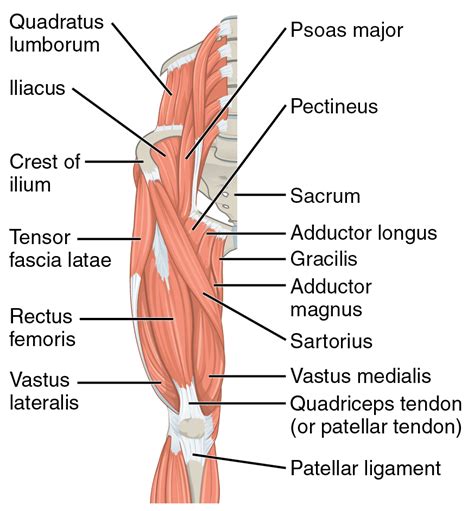 Rectus Femoris Houston Shockwave Therapy