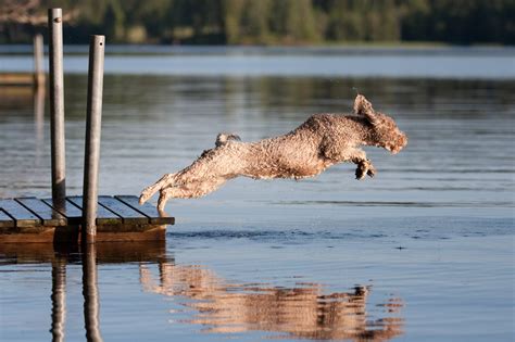 Spanischer Wasserhund Rassemerkmale Und Pflege Point Pet