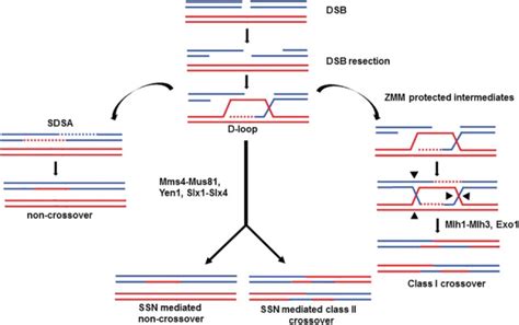 Genome Wide Analysis Of Meiotic Recombination In Yeast For A Few Snps More Abstract Europe Pmc