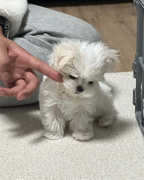 리즈룸ㅣ매력적인 패션•코디•트렌드 사진에서 꼬순내가 나 국가가 허락한 유일한 마약 꼬순내‘ 꼬순내 폴폴나는 귀여운 댕댕이들 사진 모음zip ⋆｡ﾟ☁｡⋆｡ 출처