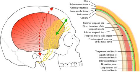 Anatomy Of The Temporal Region At Left Right Sided View Of The Download Scientific Diagram