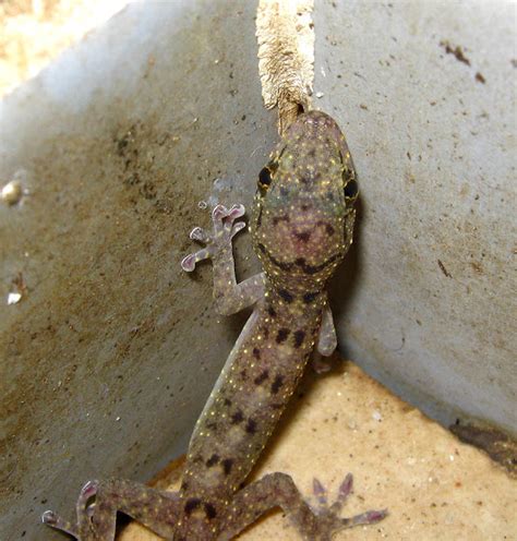 Spotted House Gecko Facts And Pictures