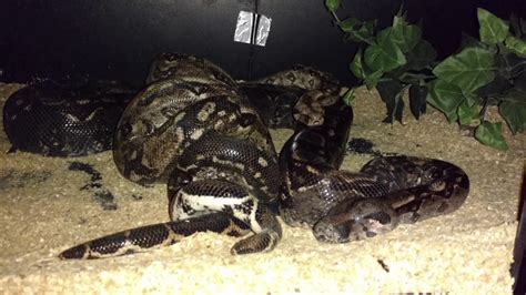 Boa Constrictor Sex Youtube