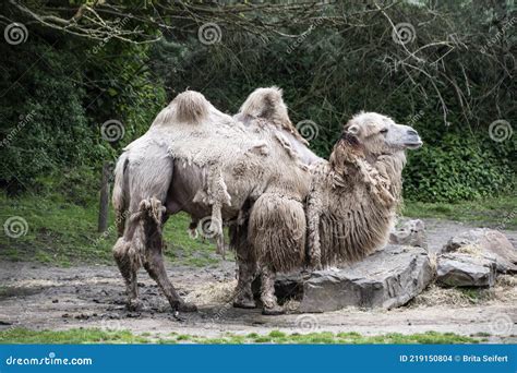 White Bactrian Camel Geographic Range Its Population Of Two Million Exists Mainly In The