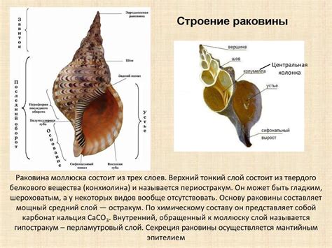 Тип Моллюски (Mollusca) - презентация онлайн