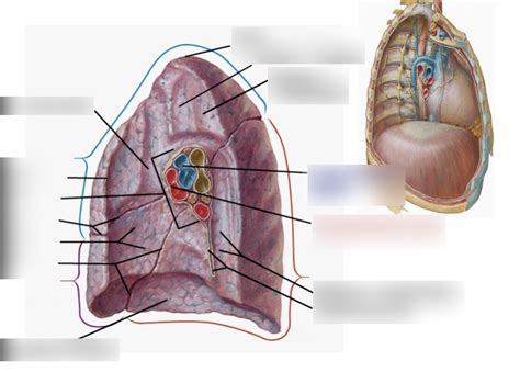 Cadaveric Impressions Right Lung Diagram Quizlet