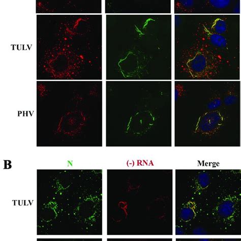 Co Localization Of Viral Rna With Filamentous Structures Of N Protein
