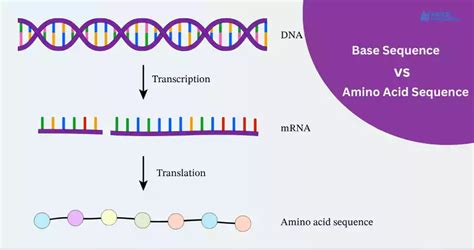Base Sequence And Amino Acid Sequence The Best 5difference