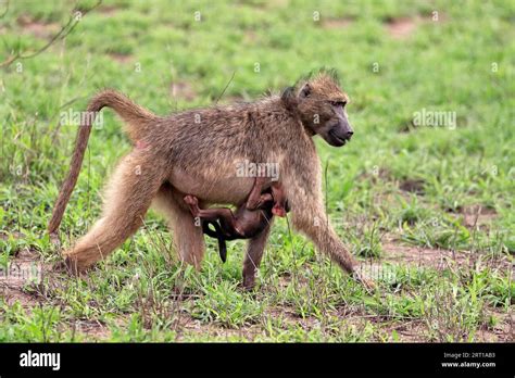 Bear Baboon Chacma Baboon Papio Ursinus Adult Female Mother