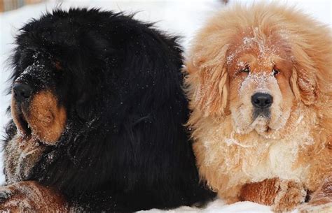 Tibetan Mastiff Breed Info Pictures And Puppy Detail
