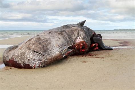 Why Do Whales Explode