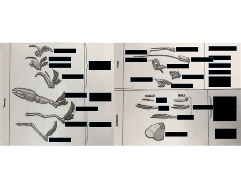 Crayfish Appendages Quiz