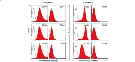 Characterization Of Young And Aged Bm Mscs Flow Cytometric Results