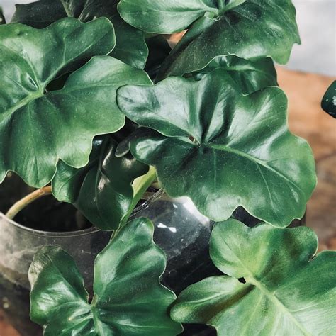 Philodendron Super Atom 1 Van Wingerden Greenhouses