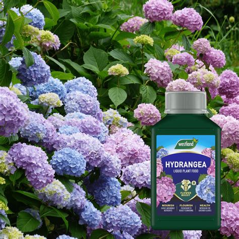 Hydrangea High Performance Liquid Plant Food 1ltr Dandys Dandys
