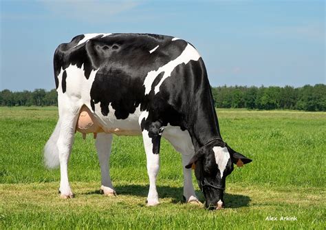 Delta Pianist De Beste Roodbonte Stier Voor Gezondheid Uiers En Benen Crv