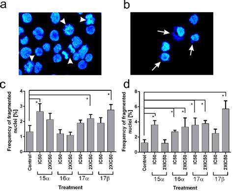 A Nuclear Morphology Of Control Hct 116 Cells B Example Of