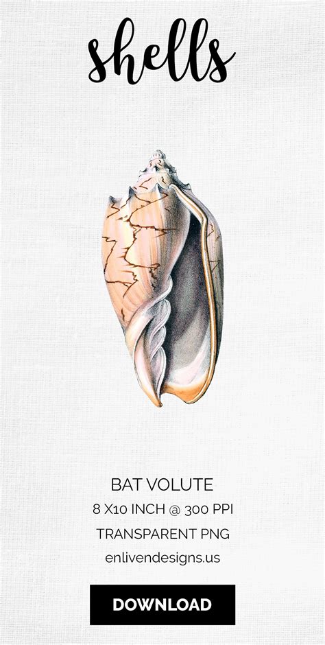 Shell Clipart Bat Volute 557585 Illustrations Design Bundles