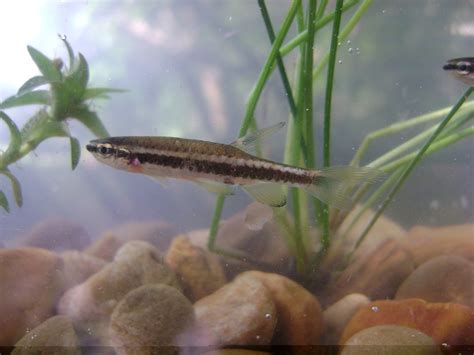 Copella Metae 2 Atravésdemisojos Flickr