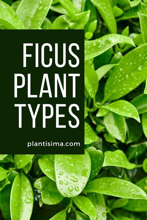 Ficus Plant Types All About The Evergreen House Plant 2024