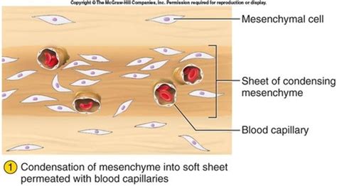 Bone Development And Growth Intermembranous Ossification Flashcards Quizlet