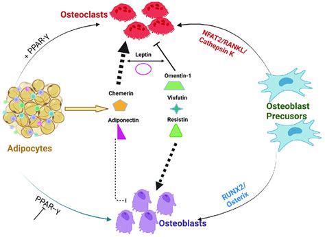 Cross Talk Between Different Adipocyte Derived Factors And Bone The