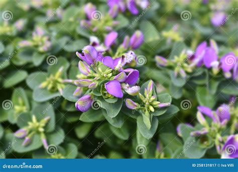 Myrtle Leaf Milkwort Stock Image Image Of Nature Plant 258131817