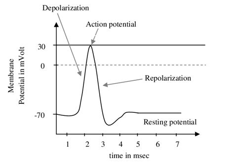 Depolarization Repolarization And Hyperpolarization Xyfz