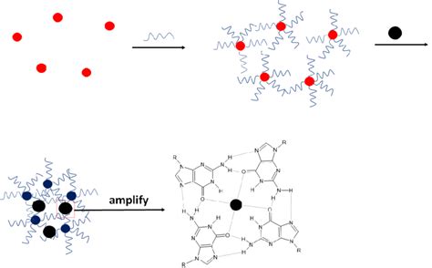 The Sensing Principle Scheme Of The Optical Aptasensor For Potassium Download Scientific