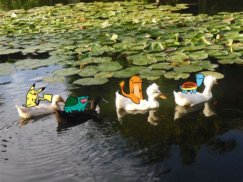 The Big Imageboard Tbib 43 Anatid Anseriform Avian Bird Bulbasaur