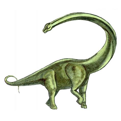 Mamenchisaurus Pictures And Facts The Dinosaur Database