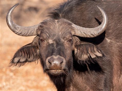 Buffalo Horns Wildlife Free Photo On Pixabay