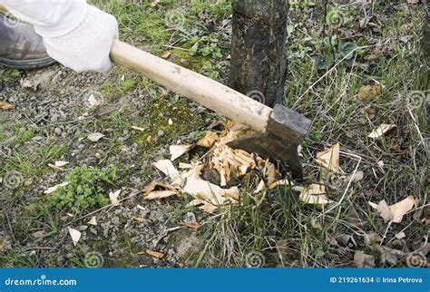 A Man S Hand With An Axe Spring Cutting Down Of Sick Garden Trees Stock Photo Image Of Blade